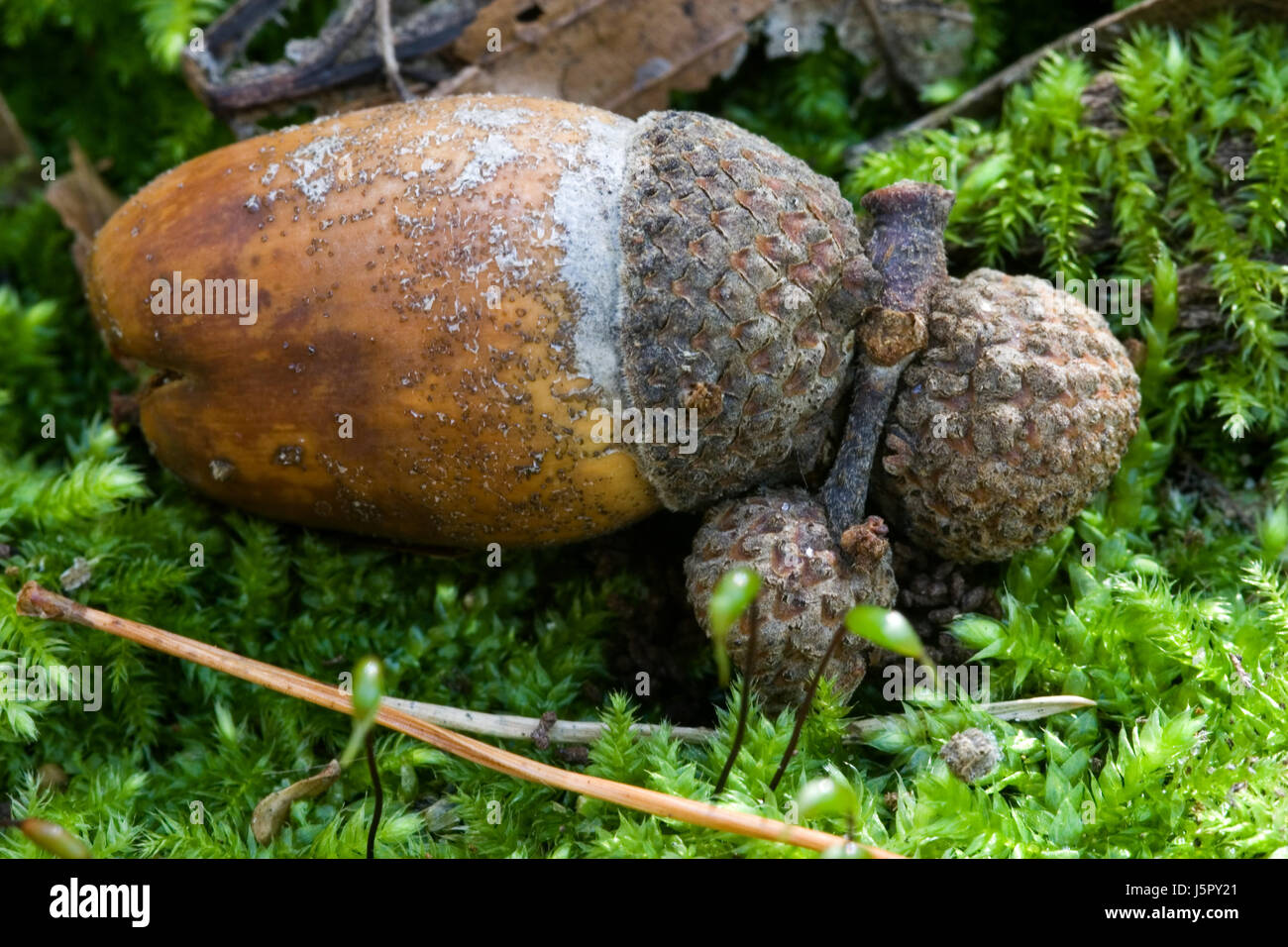 Acorn cap hi-res stock photography and images - Alamy
