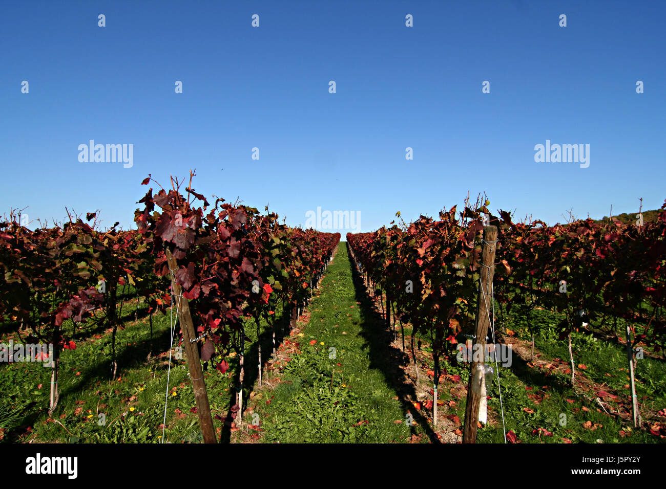 infinity vine Stock Photo - Alamy