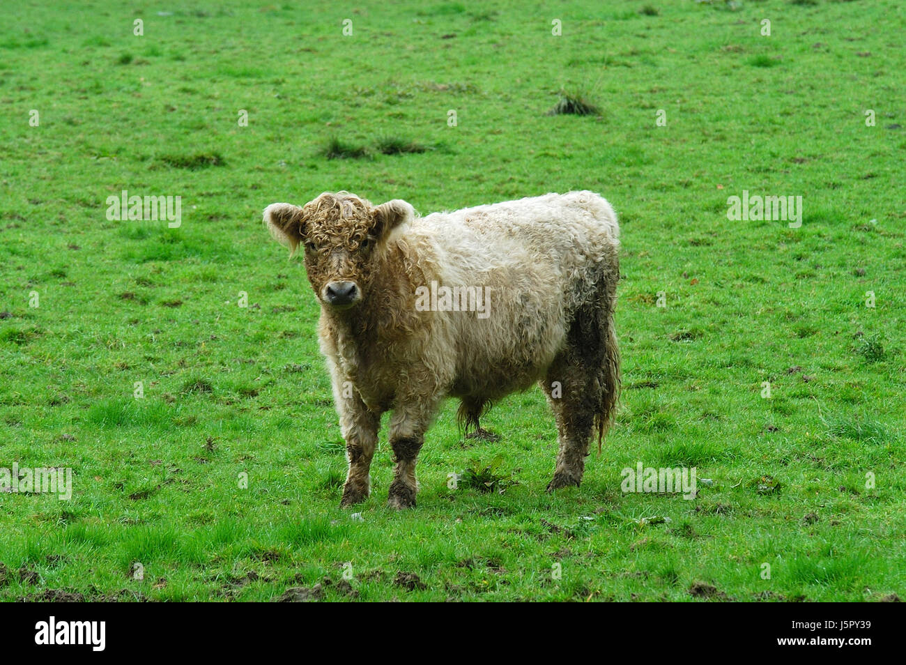 bull cow bovine fodder eco tree hill animal animals agriculture farming ...