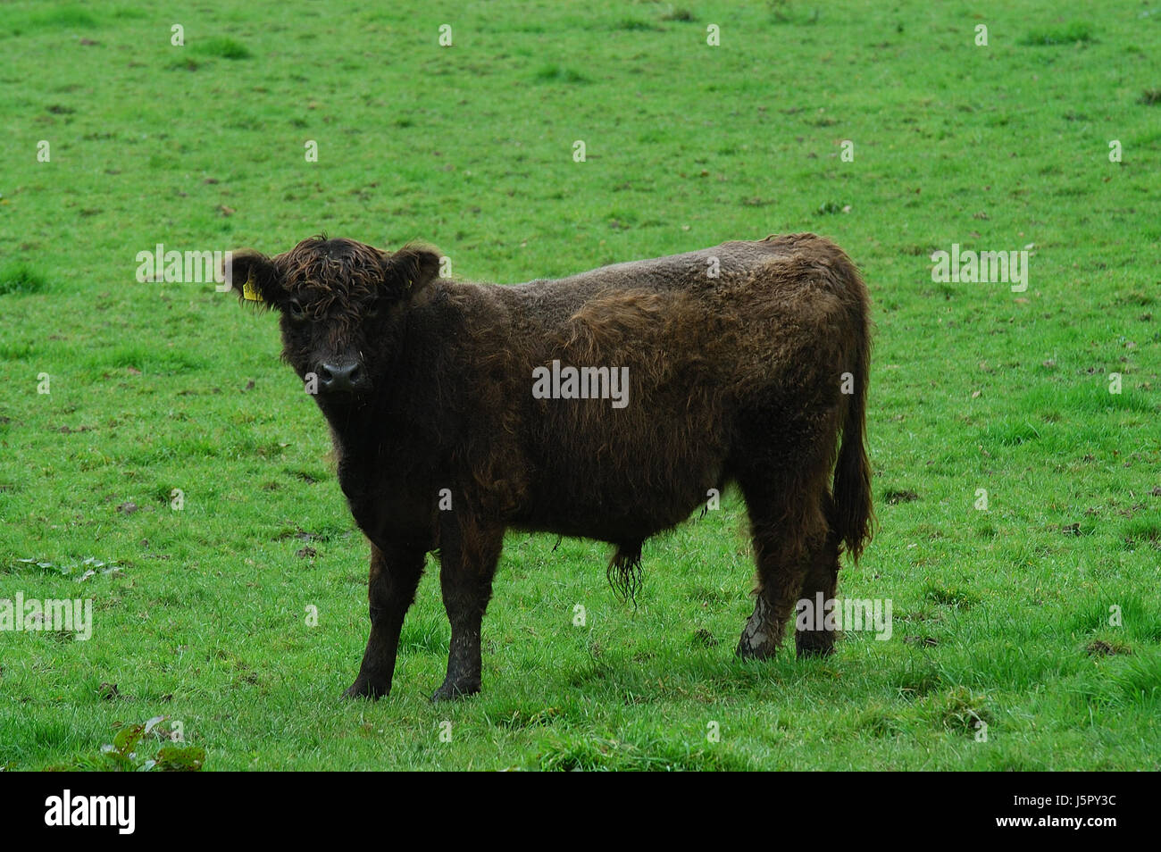 fodder eco tree hill animal animals agriculture farming oak milk cow ...