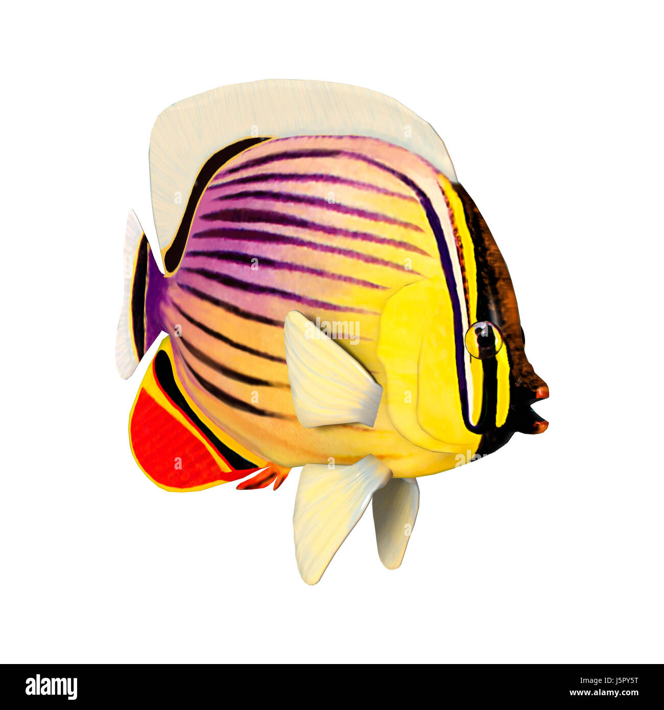 3D rendering of an oval butterflyfish, red-finned or redfin ...