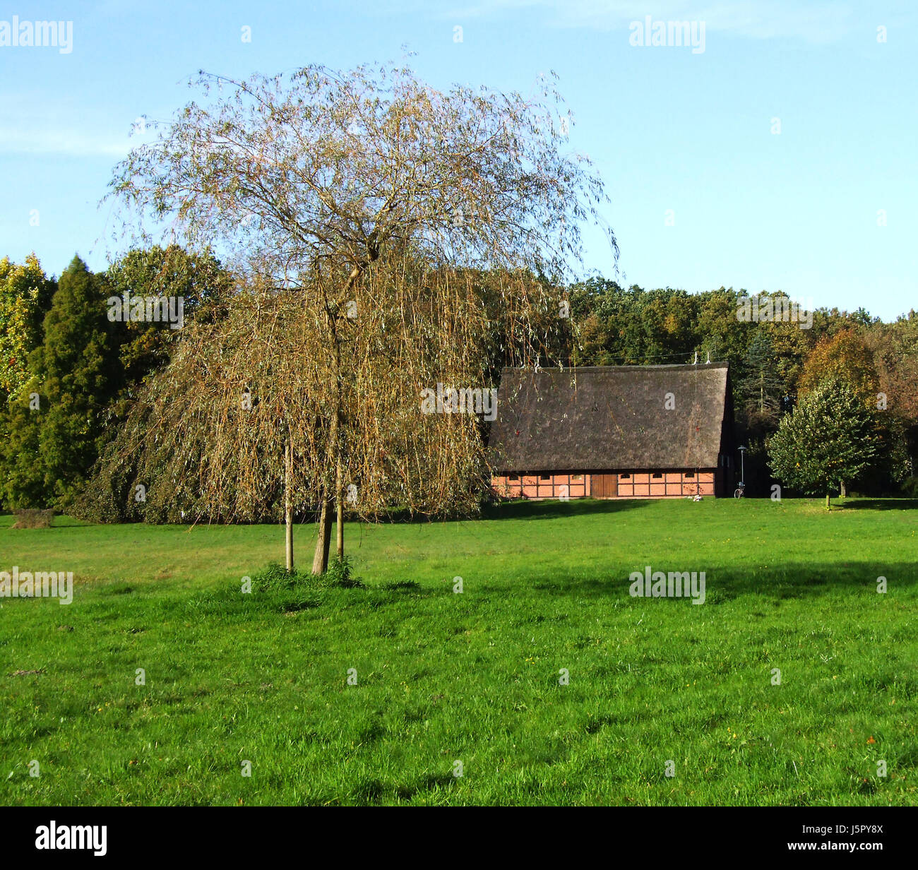bucolic autumnal frame-work yard barn farm nostalgic weeping willow ...