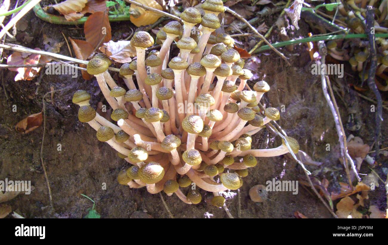 mushrooms mushroom fungus sponge smell sponges moldiness leaves foliage ...