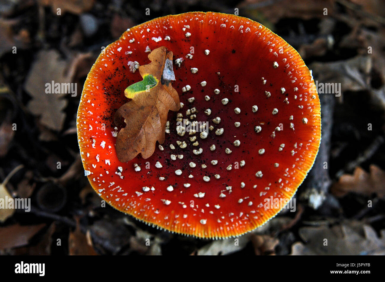 toadstool from above Stock Photo - Alamy