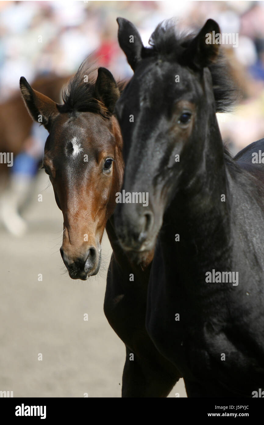 Arabian horses desert hi-res stock photography and images - Alamy