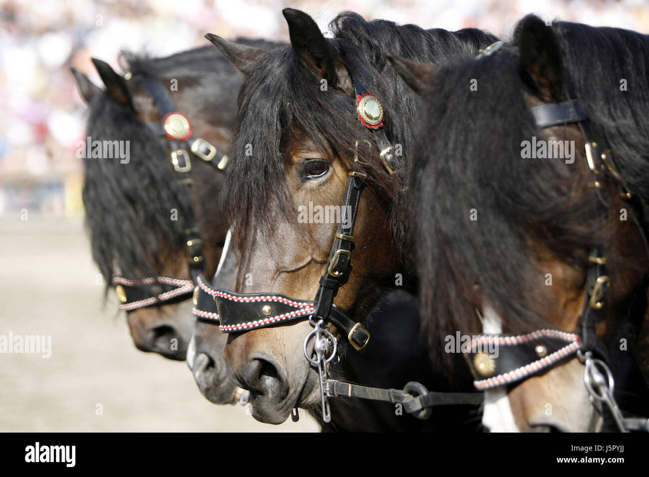Noriker horses hi-res stock photography and images - Alamy