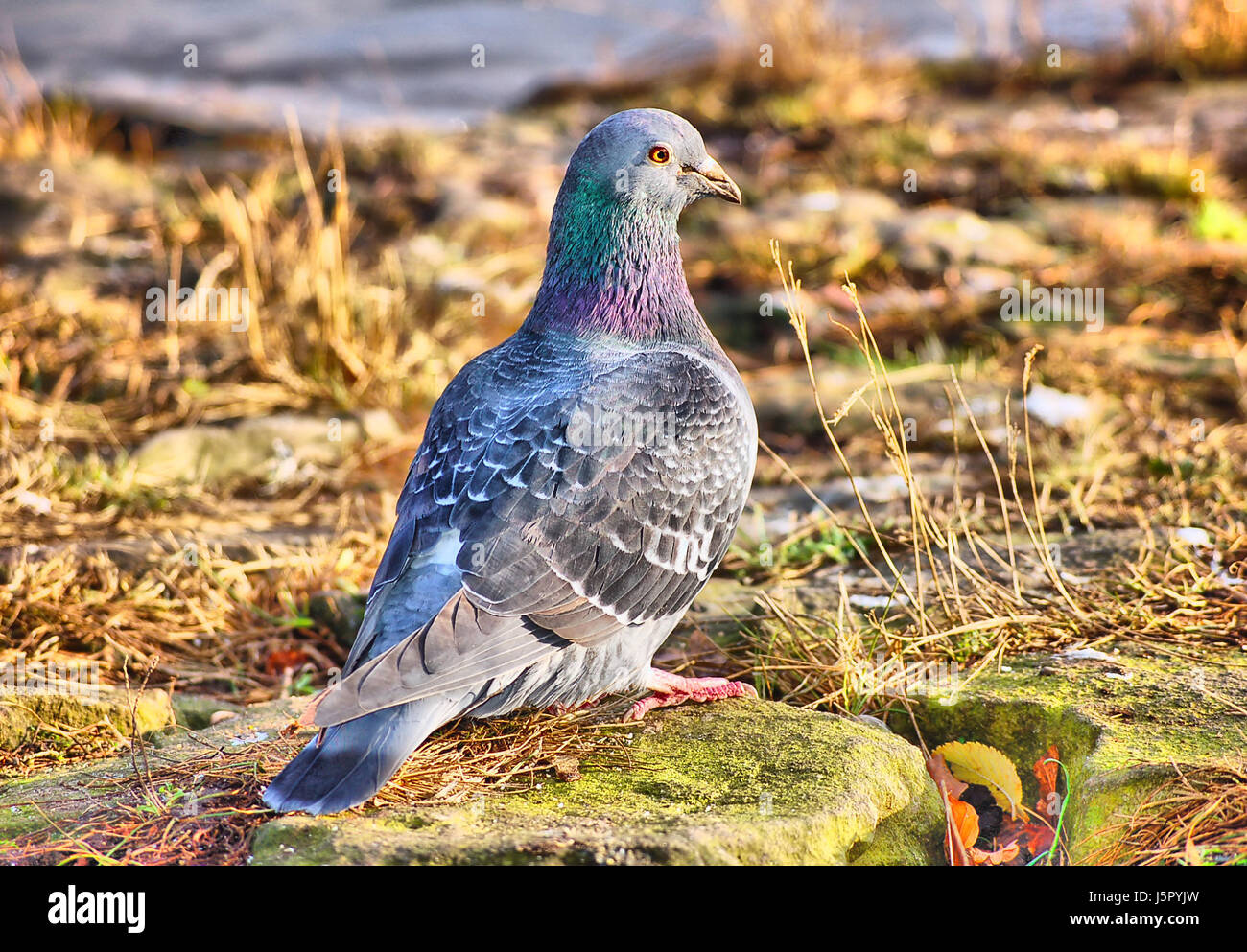 Pigeon experiment hi-res stock photography and images - Alamy