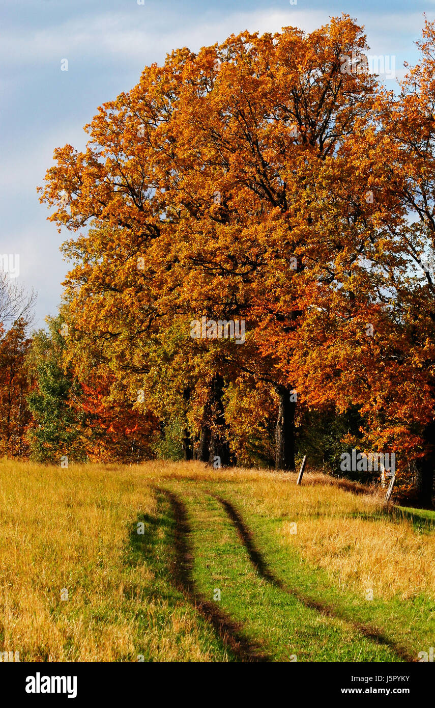 tree trees plant leaves coloured colourful gorgeous multifarious richly ...