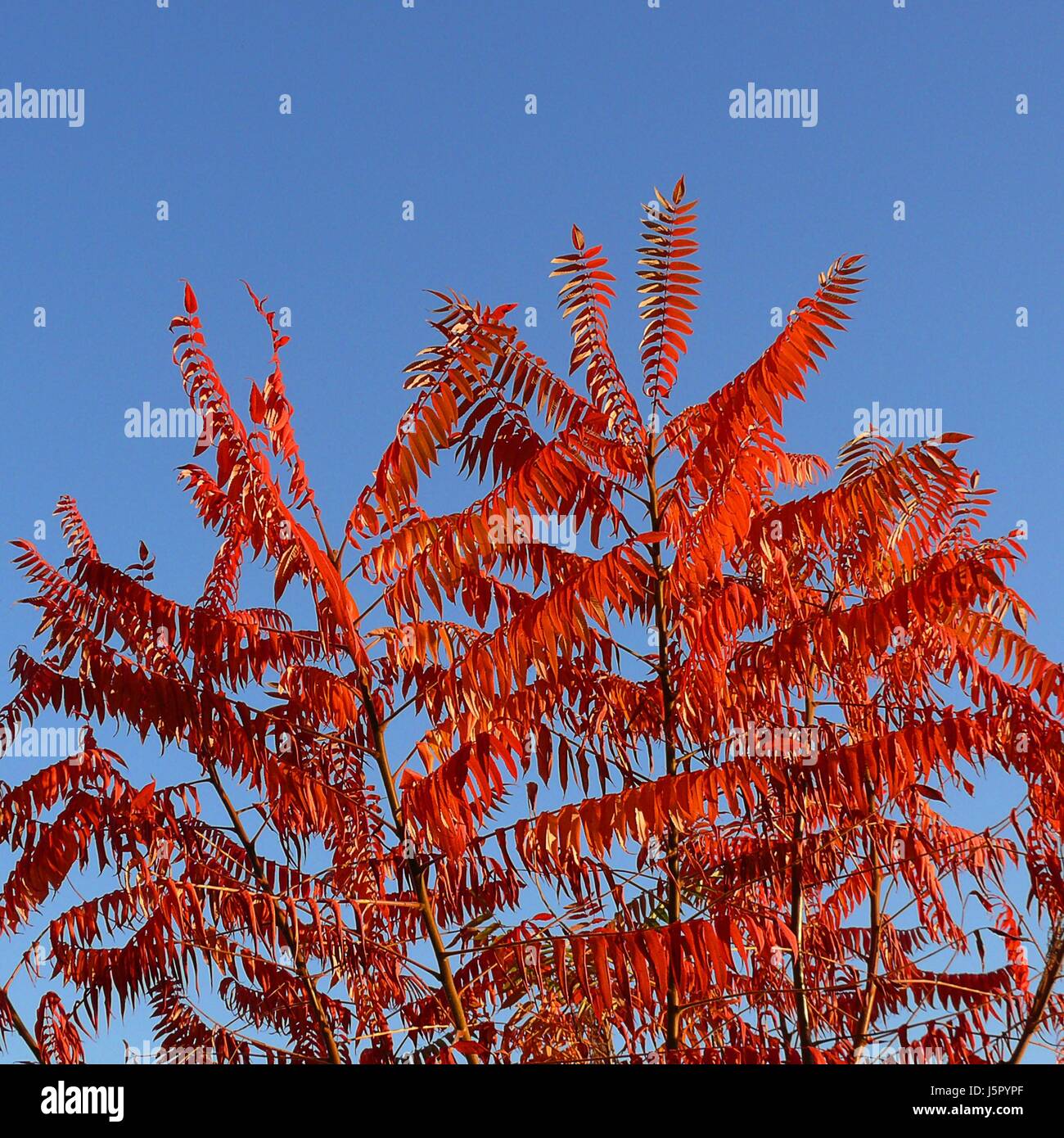 Filigree branches hi-res stock photography and images - Alamy