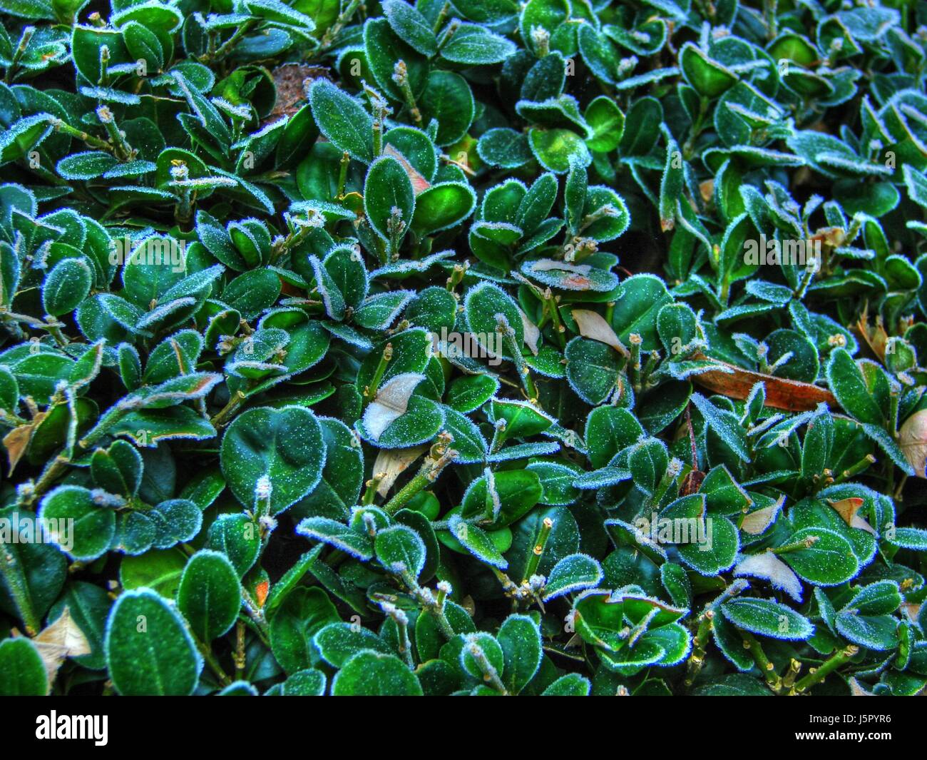 boxwood with frost Stock Photo - Alamy