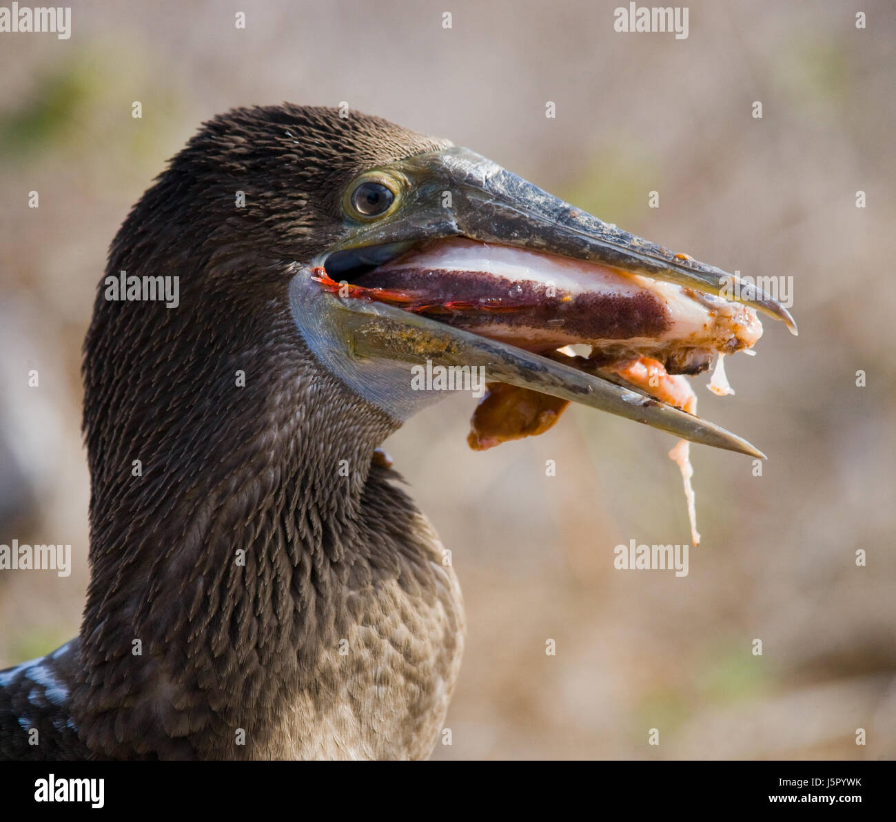 Blue-footed booby eats squid. The Galapagos Islands. Birds. Ecuador ...