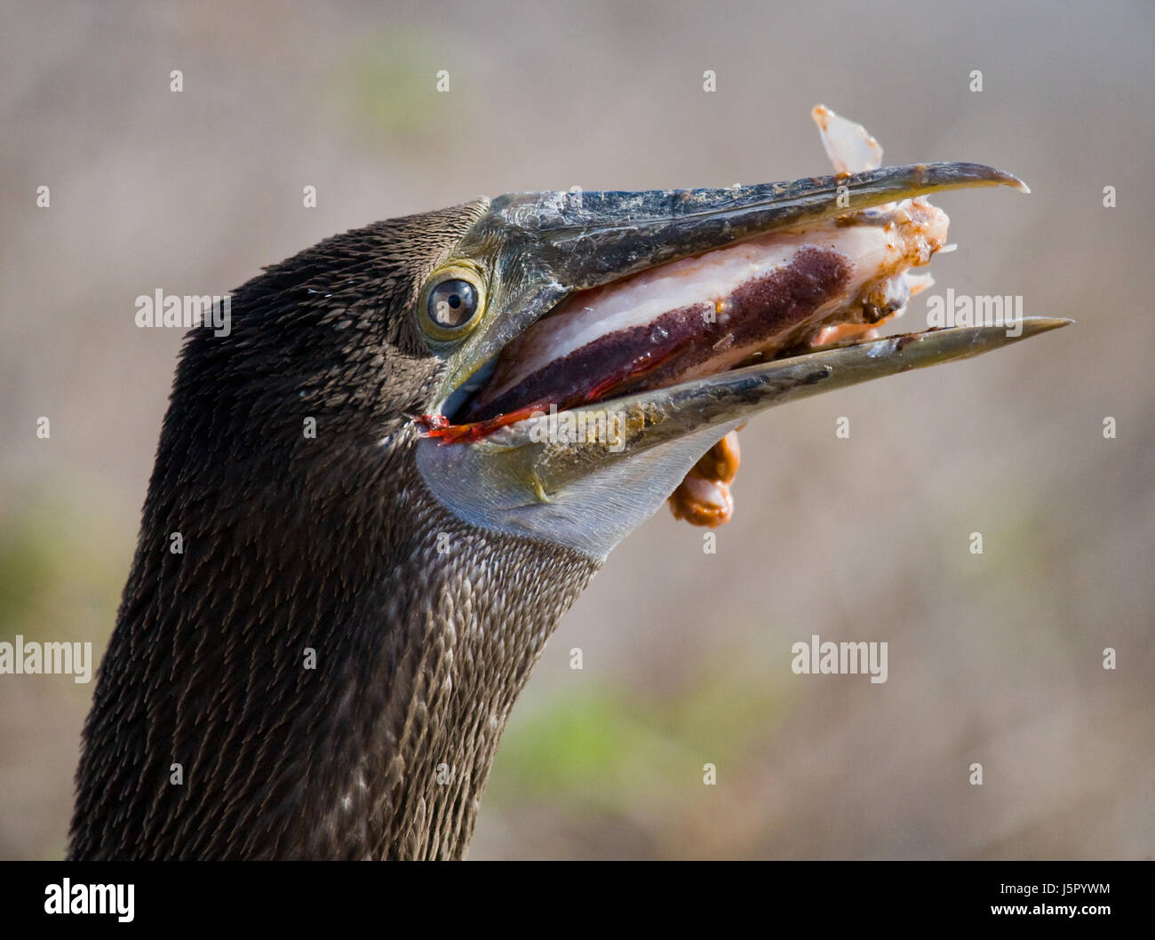 Blue-footed booby eats squid. The Galapagos Islands. Birds. Ecuador ...