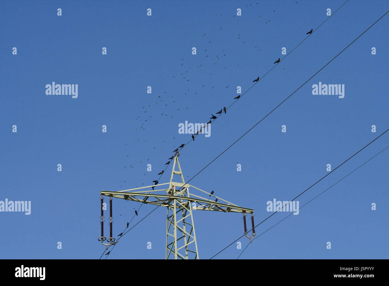 Power lines and ravens hi-res stock photography and images - Alamy