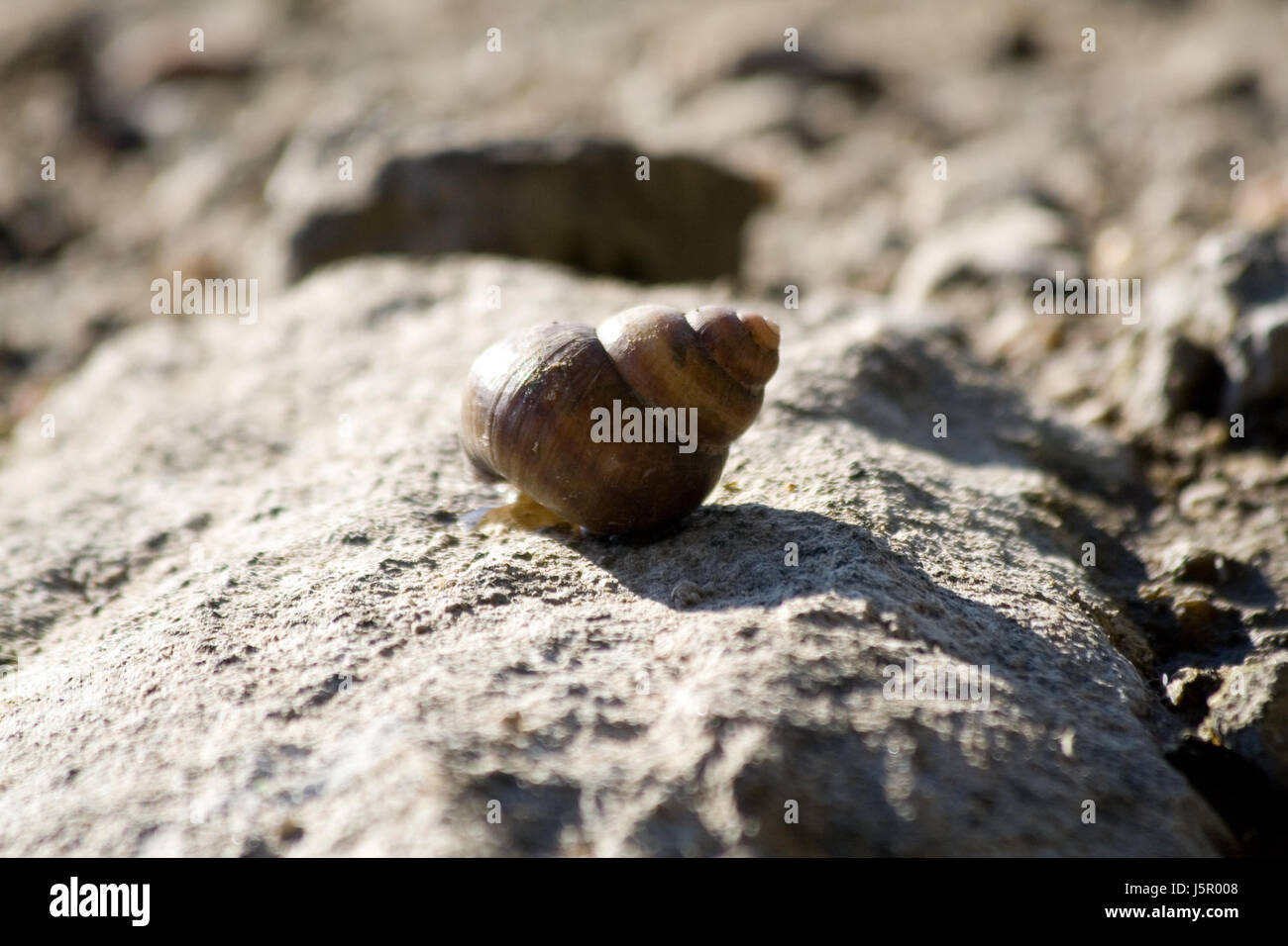 stone snail snail shell lakeside slime salt water sea ocean water macro ...