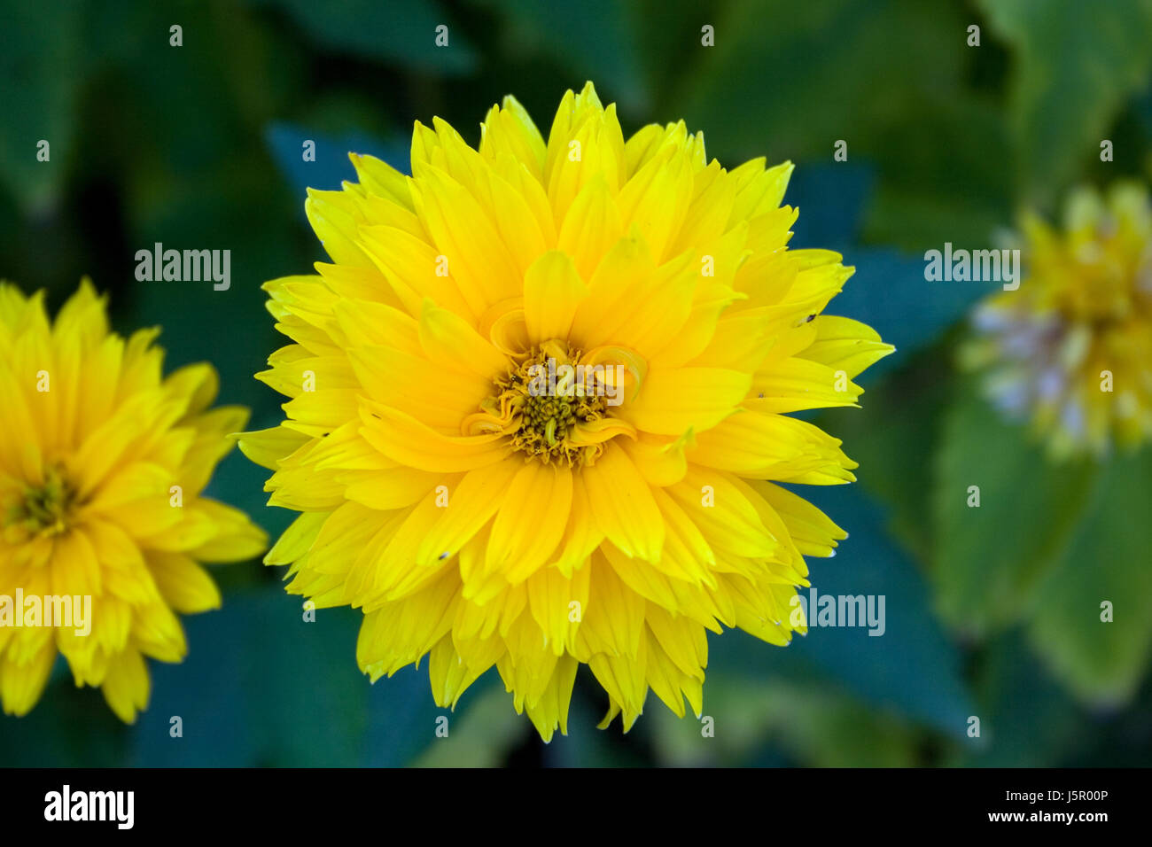 colour leaves flower flowers plant blossoms bleed yellow shine shines ...