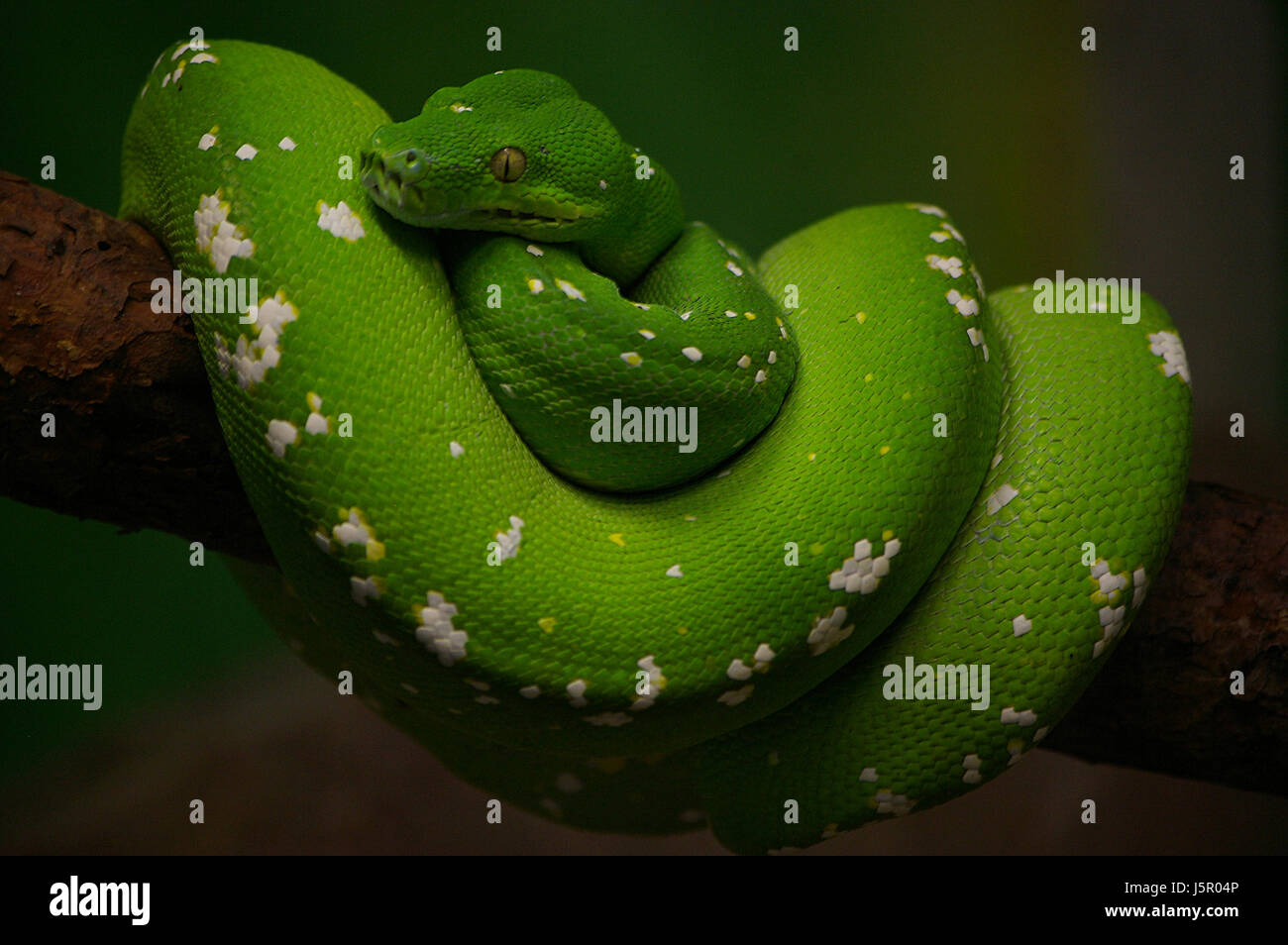 Toxic snake hi-res stock photography and images - Alamy