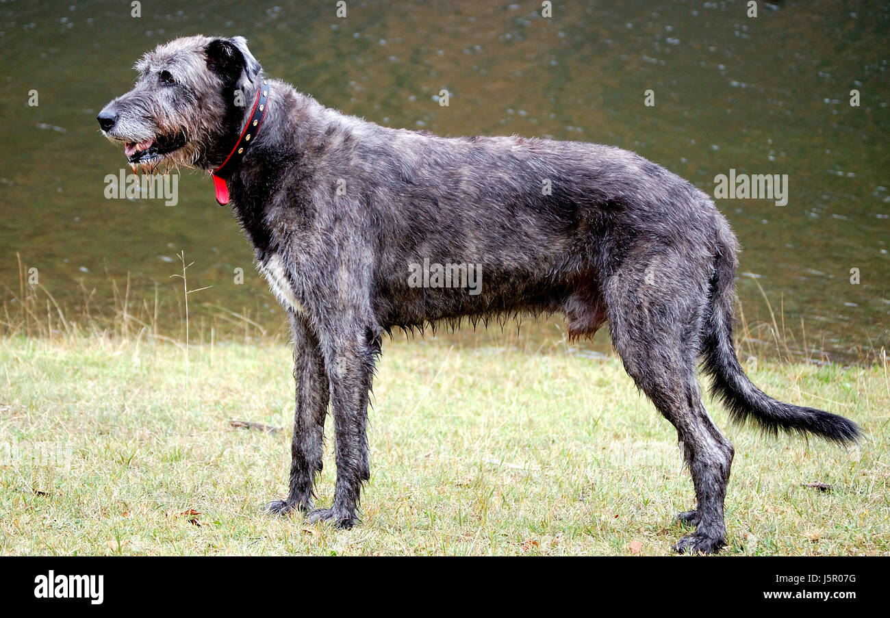 Irischer Wolfshund High Resolution Stock Photography and Images - Alamy