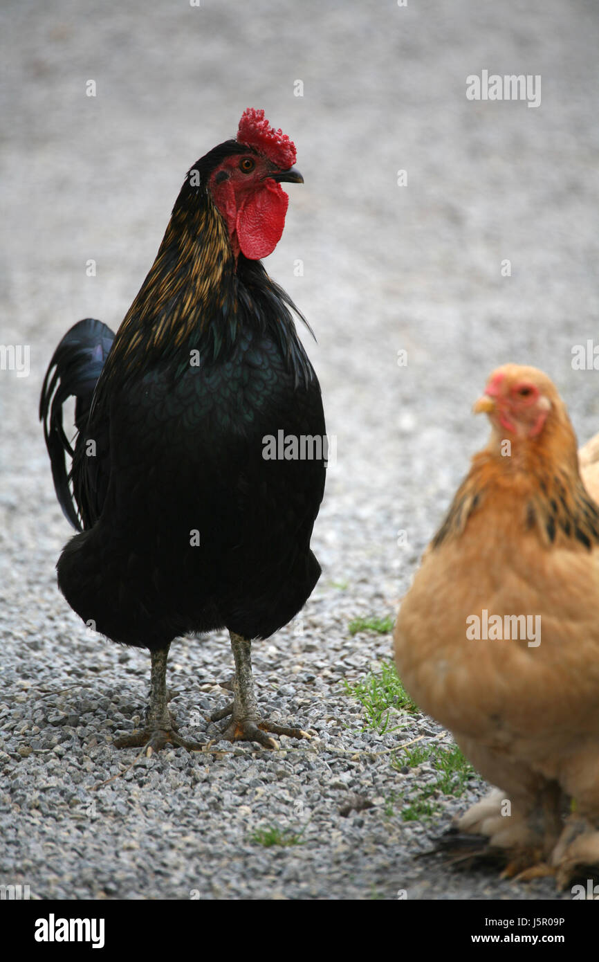 bird birds feathers feathering poultry male farm animal chicken female ...