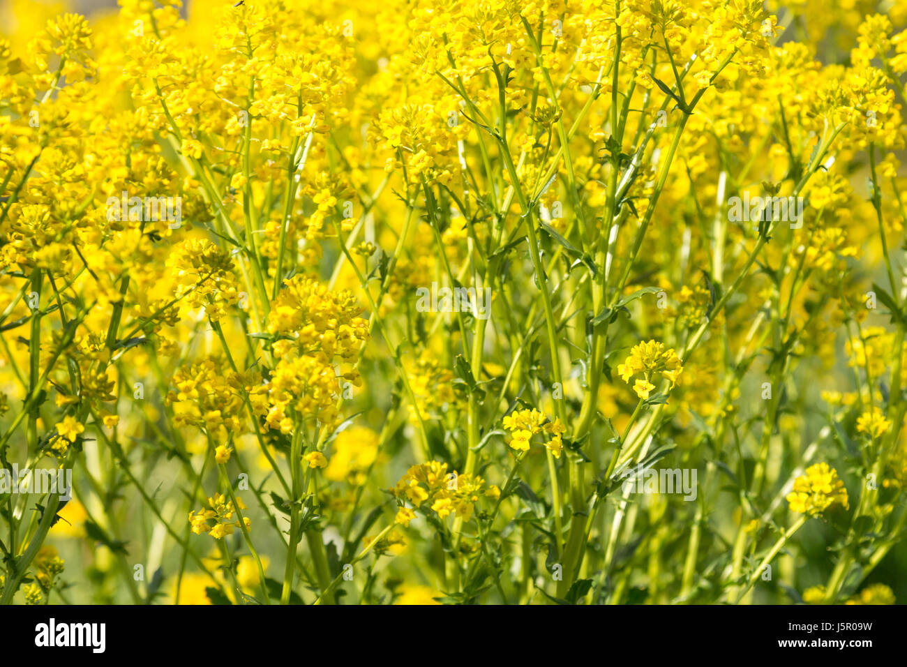 Rapeseed field, Blooming canola flowers close up Stock Photo - Alamy