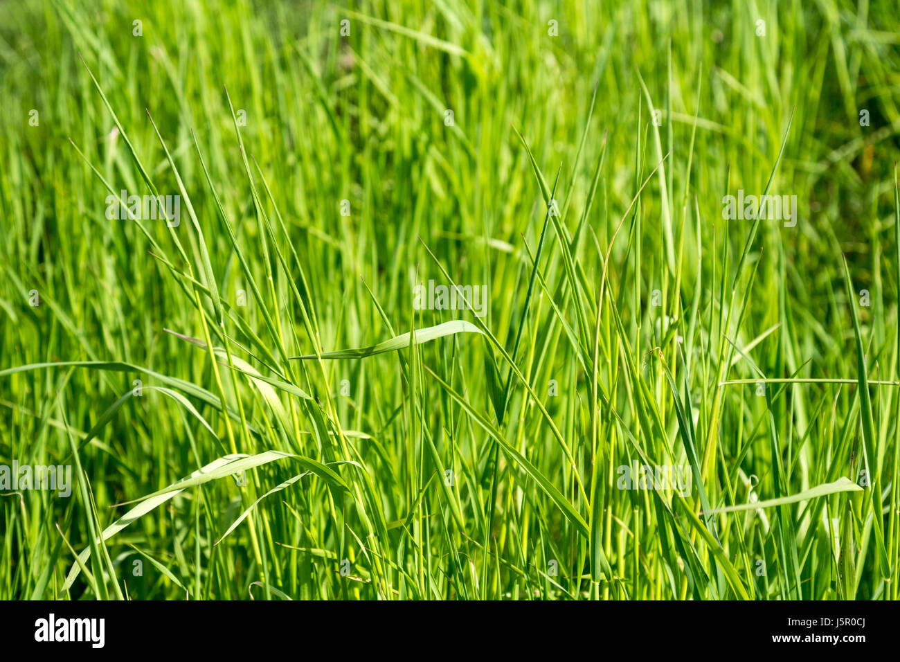 Fresh spring grass background / green grass close-up Stock Photo - Alamy