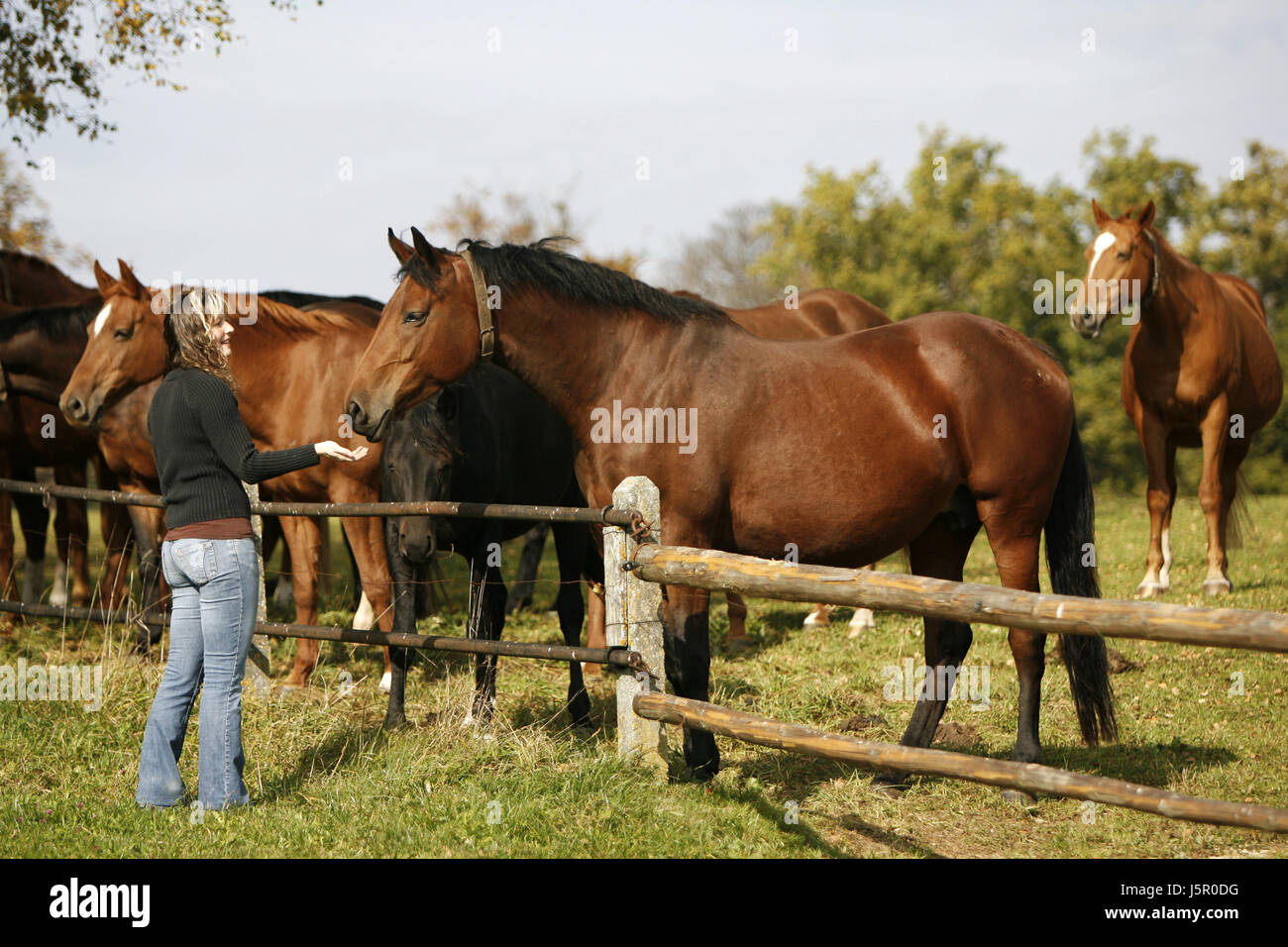 woman some several a few female horse curious nosey nosy animals look ...