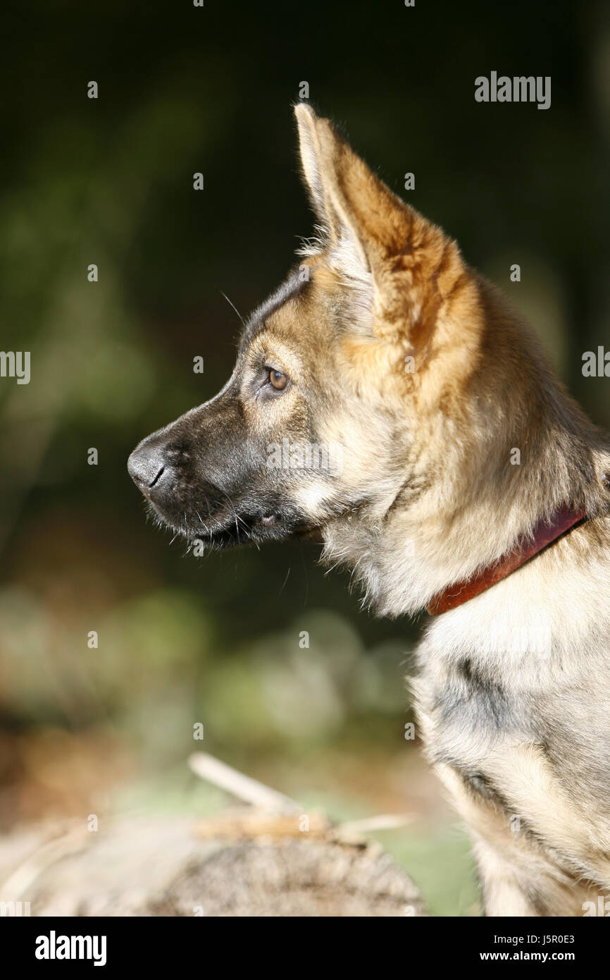curious nosey nosy portrait watchful ears look glancing see view ...