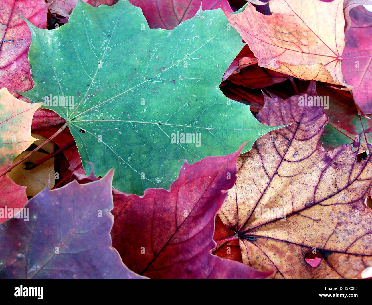 green maple leaf veins tinted stalk stem fallen off page sheet red ...