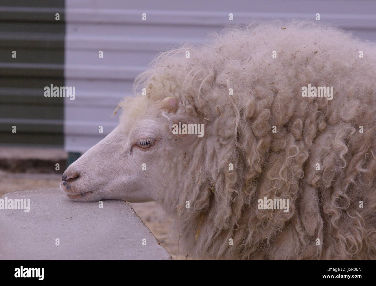 animal mammal sheep creature farm animal vertebrate hoofed animal lamb ...