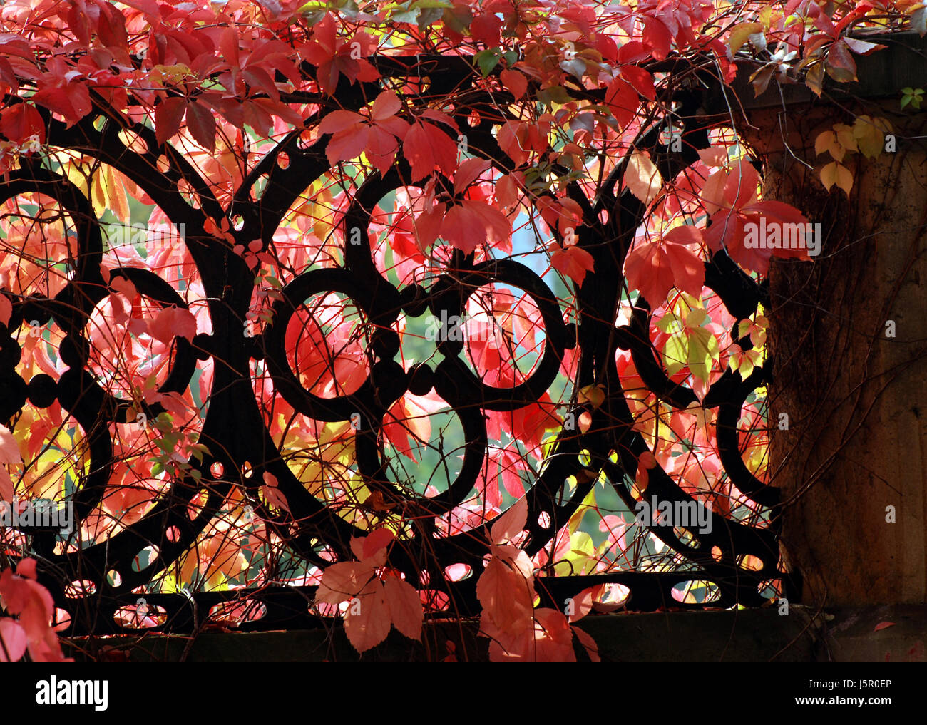 leaf circulation leaves sunbeams iron wall inked branch coalesce tinted ...