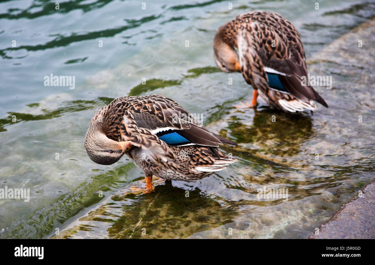 Feet feathering hi-res stock photography and images - Alamy