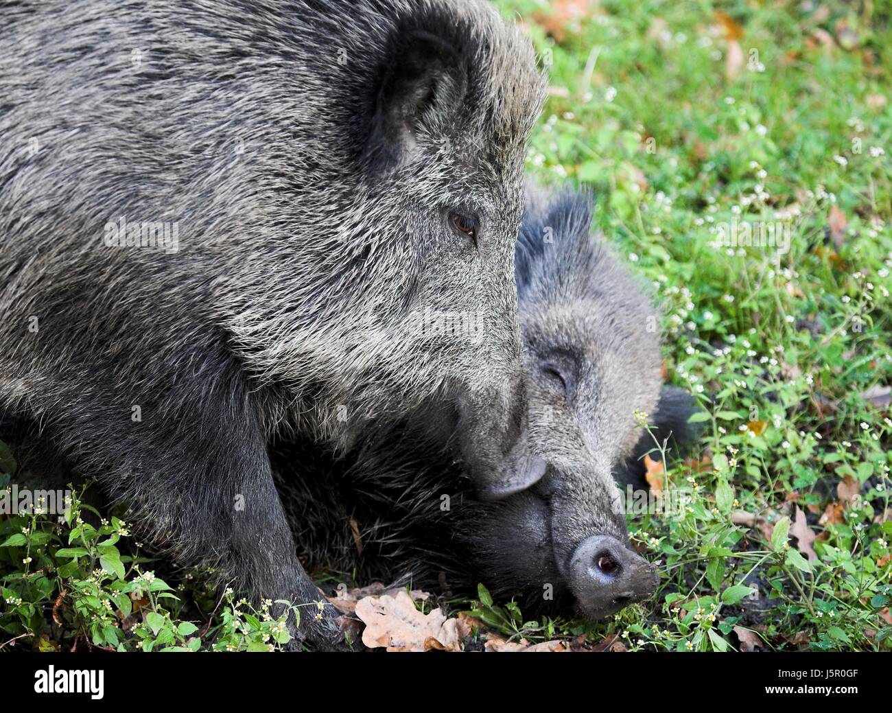 eyes ears tenderness wild boar pig sow enjoying head keiler ...