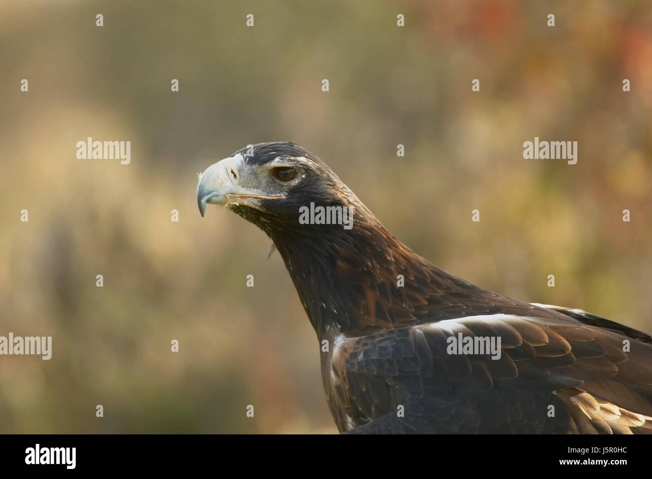 brown brownish brunette animal portrait raptor birds of prey look ...
