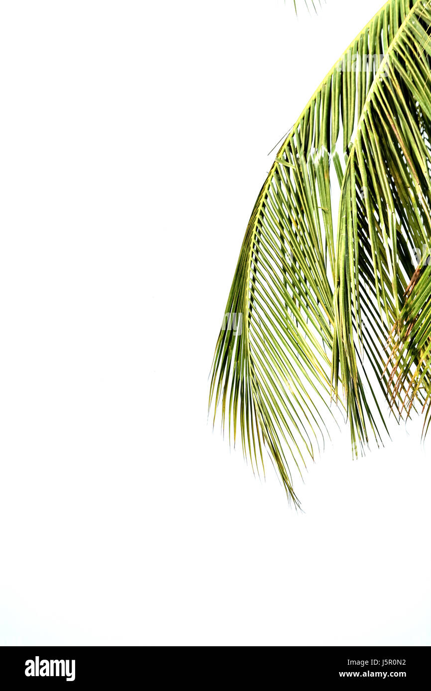 Coconut leaves hi-res stock photography and images - Alamy