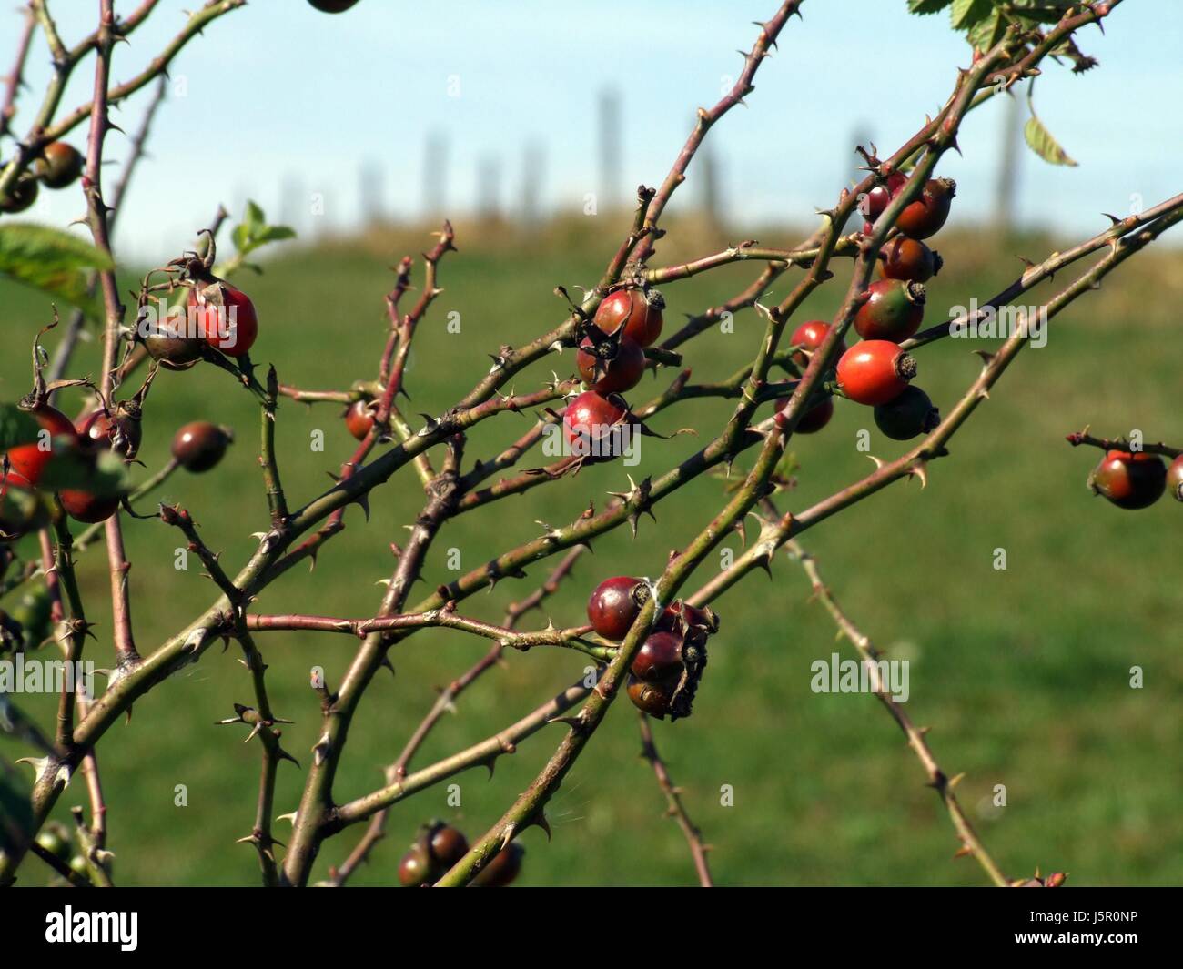 tea progenies fruits thorns fruit cure shrub haws haw jam collect ...