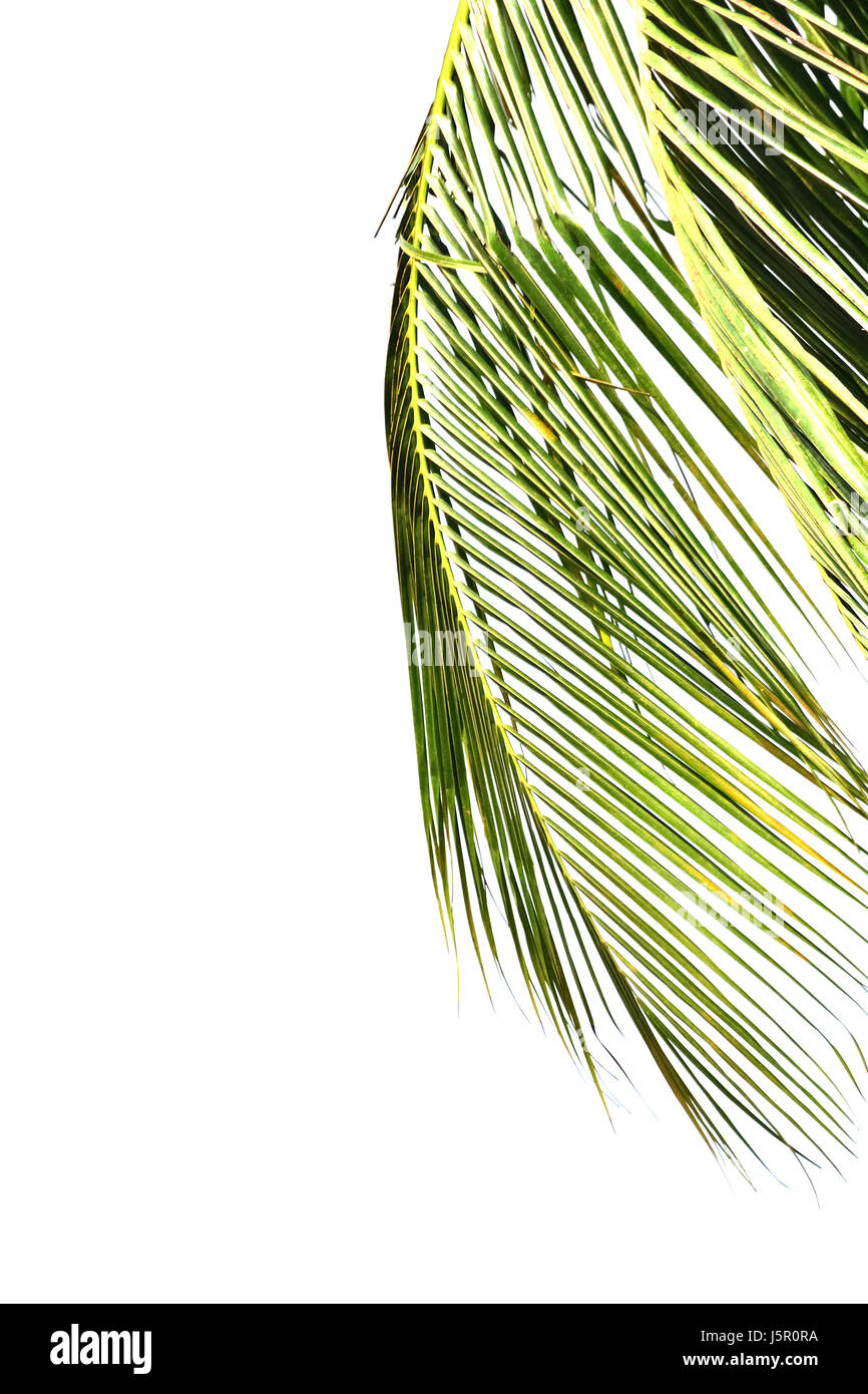 Vertical coconut leaf hi-res stock photography and images - Alamy