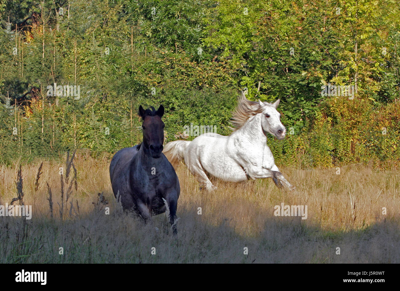 horse mammal wild horses freedom liberty arab noble free animal used ...