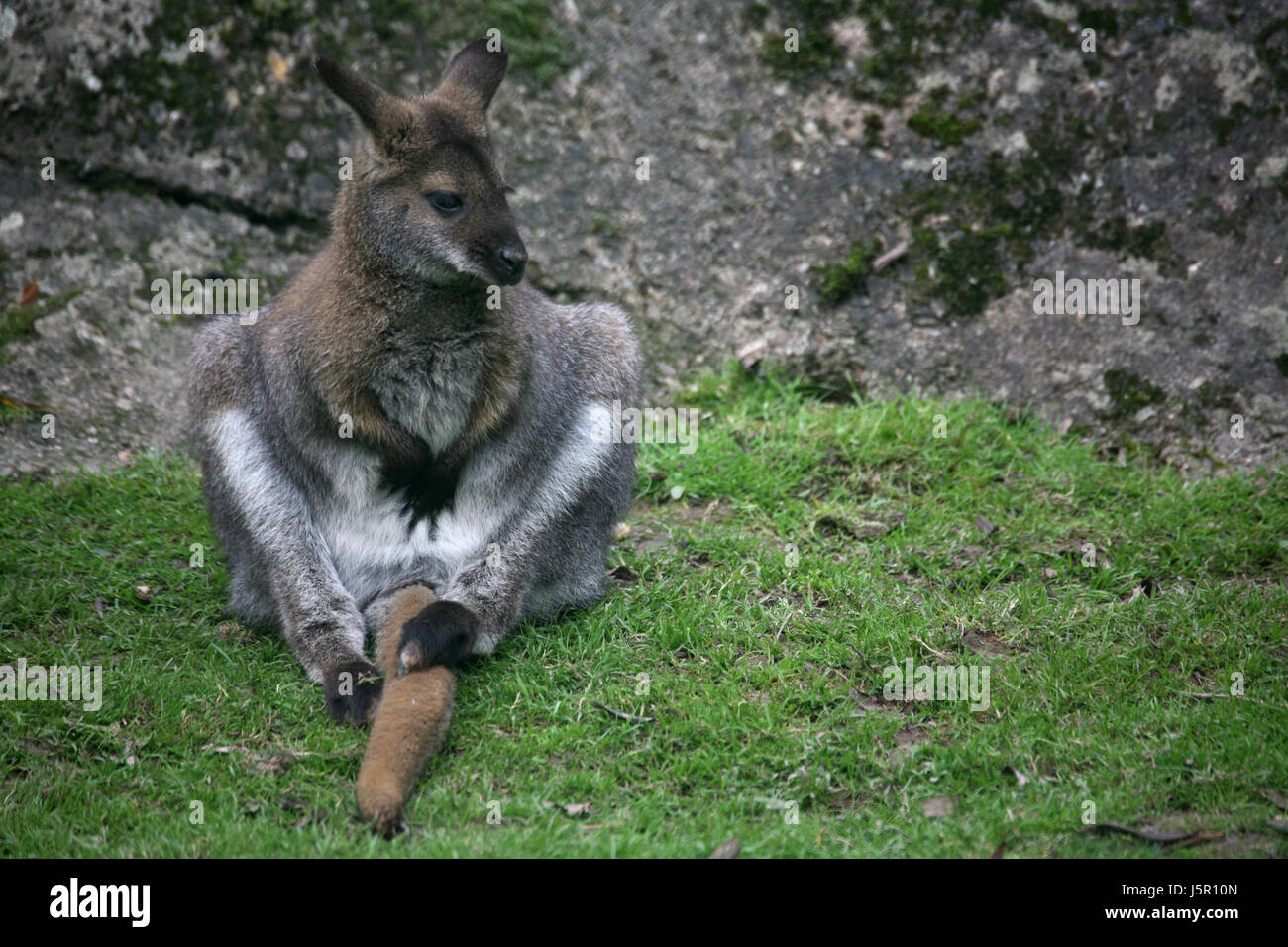 portrait australia tired kangaroo facilitate ease resting relax recover ...