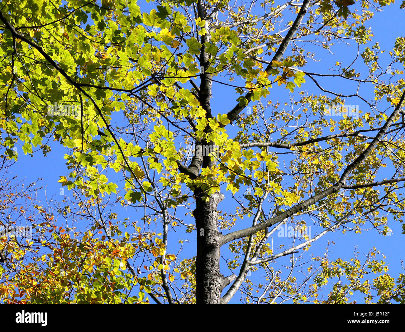 blue tree trees green trunk romantic shine shines bright lucent light ...