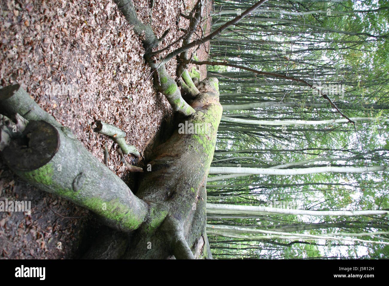 forms of the forest Stock Photo - Alamy