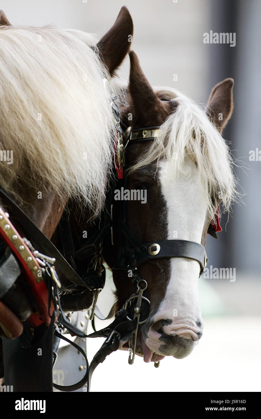 horse cold strong black swarthy jetblack deep black horses harness ...