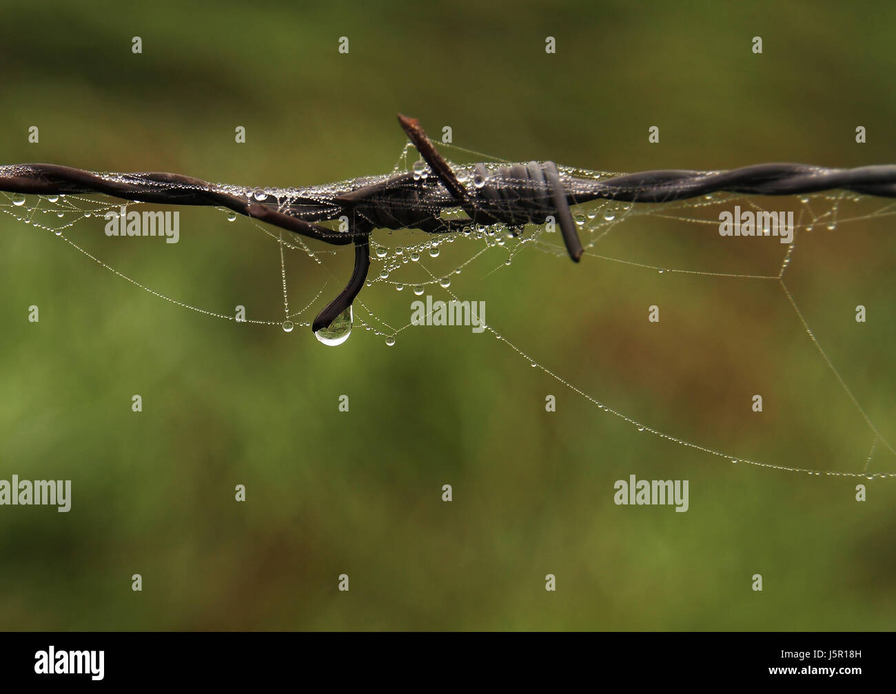 green wet dew wire barbed wire cobweb drop drip drops seeping sopping ...