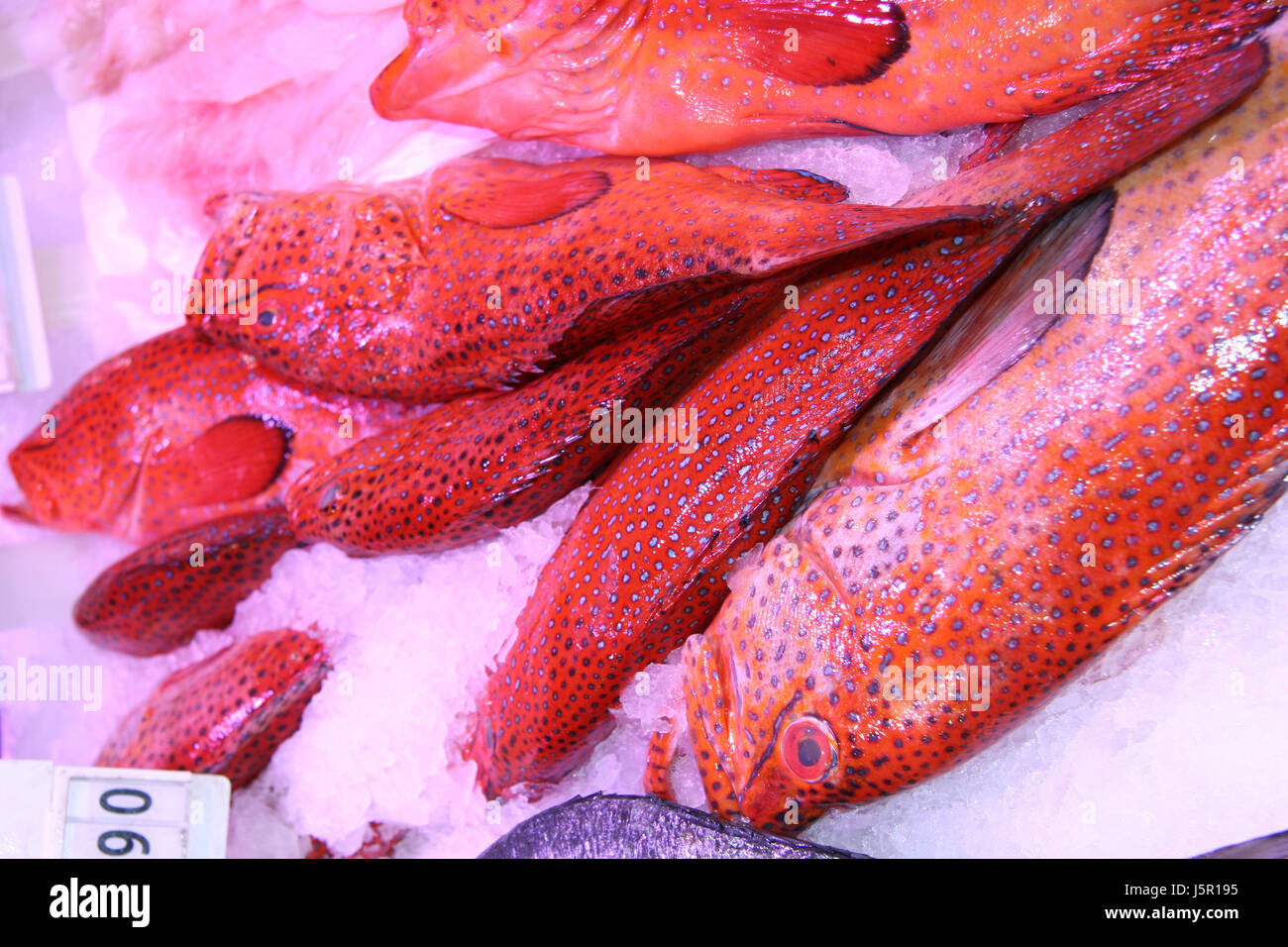 blue food aliment fish france boil cooks boiling cooking fish-market ...