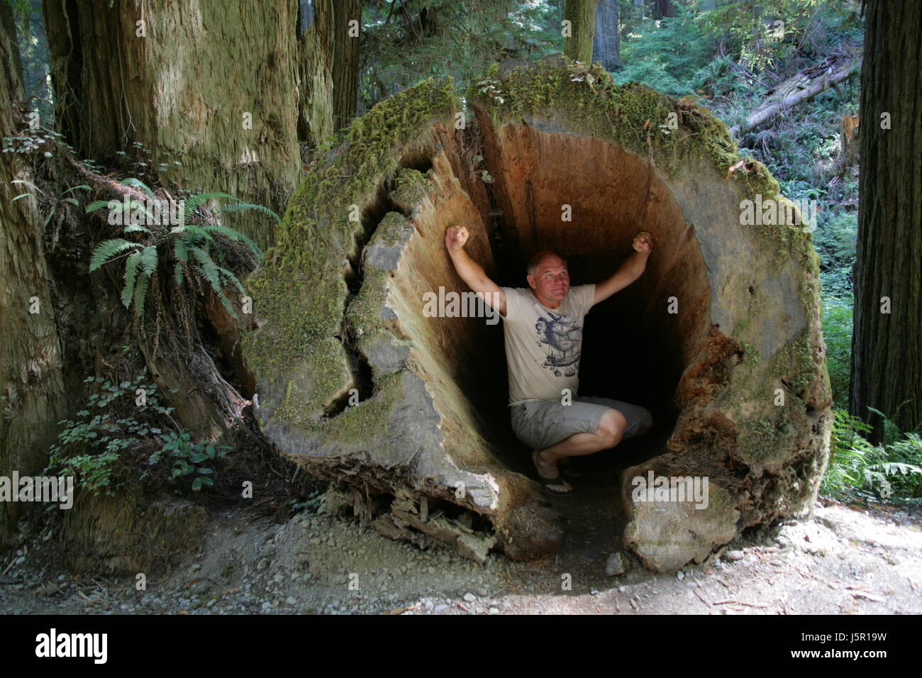 big large enormous extreme powerful imposing immense relevant tree ...