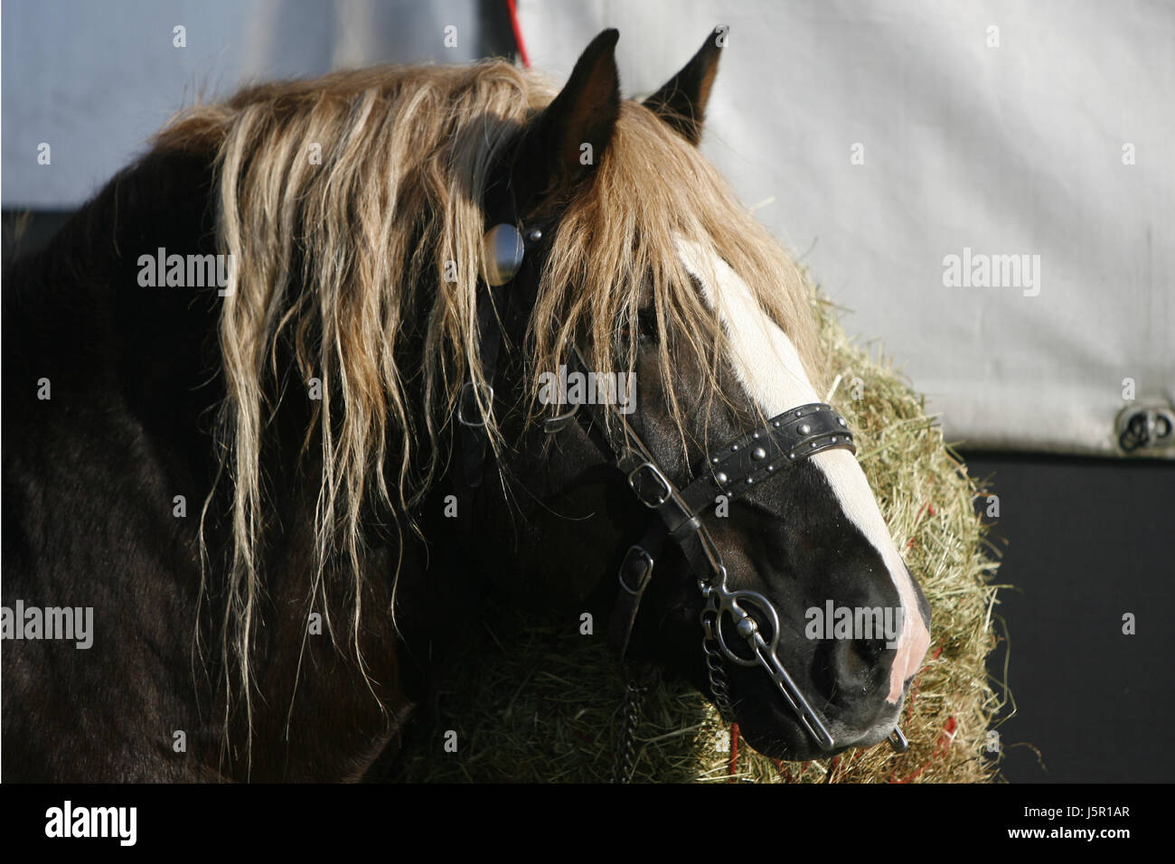 horse cold strong portrait black swarthy jetblack deep black hairs ...