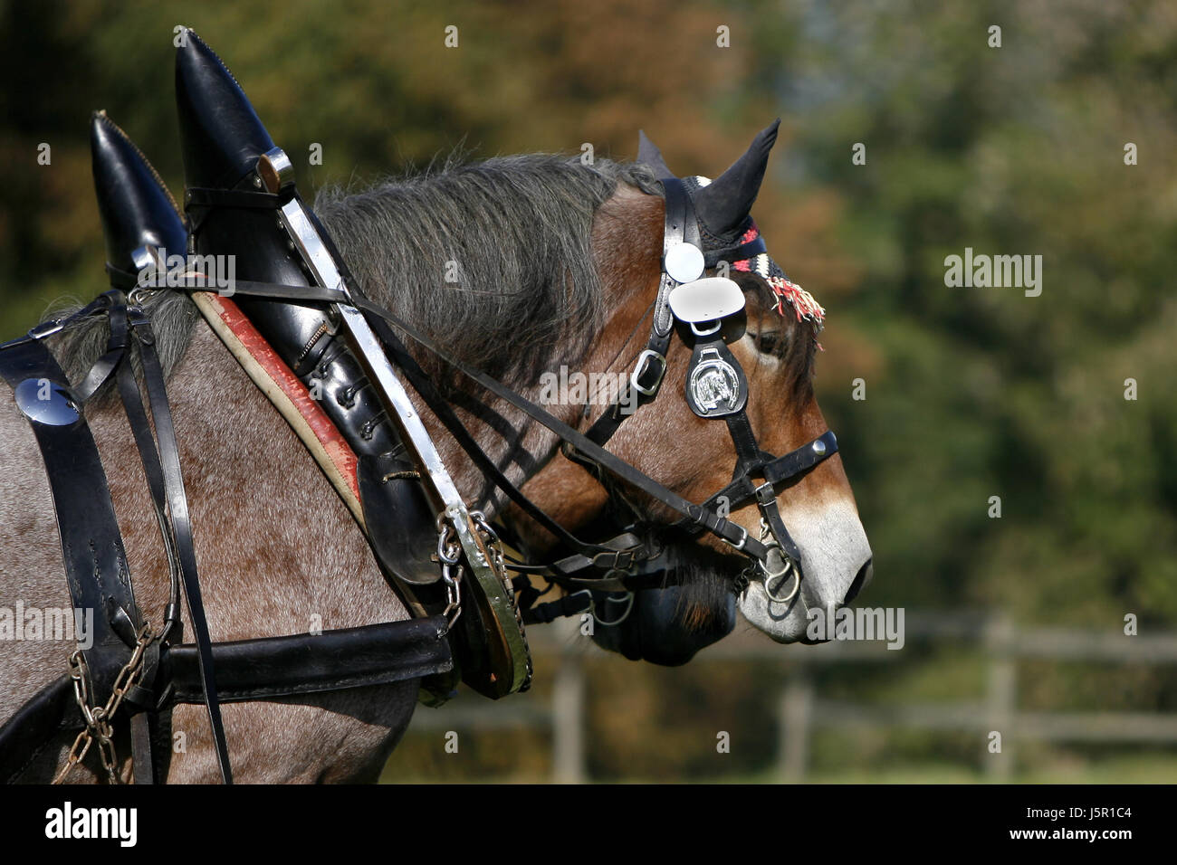 south german cold blood Stock Photo - Alamy