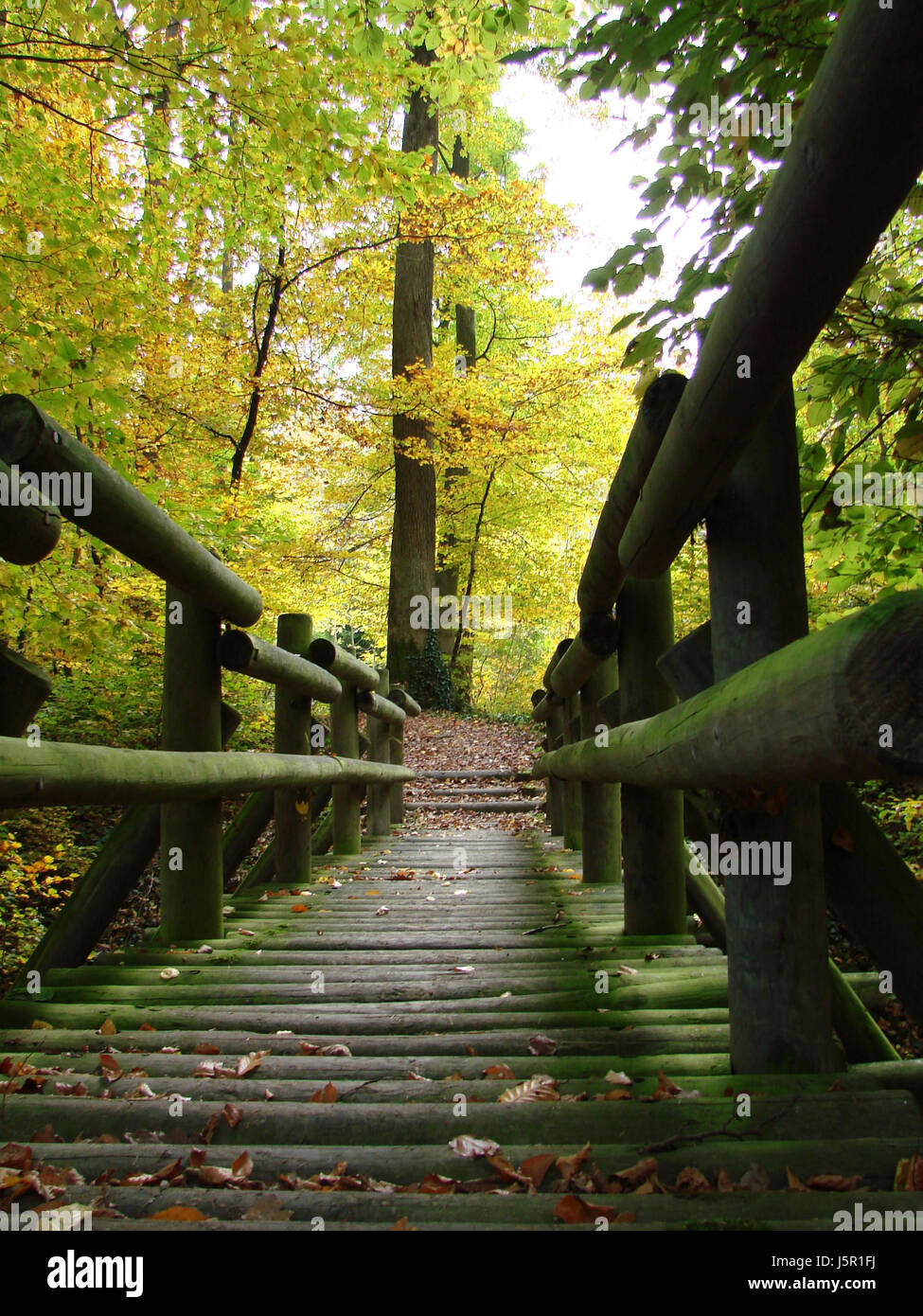 bridge in the forest Stock Photo - Alamy