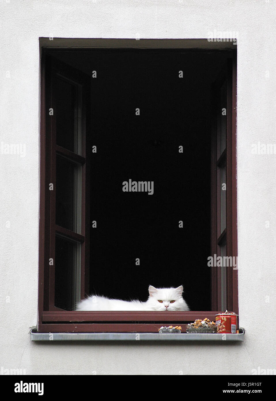 Cat smoker hi-res stock photography and images - Alamy