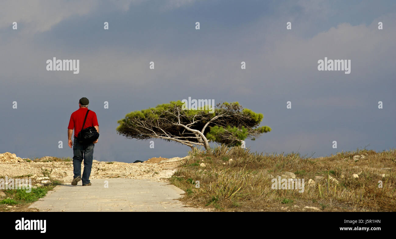 tourist malta frowningly menacing pine path way scenery countryside ...