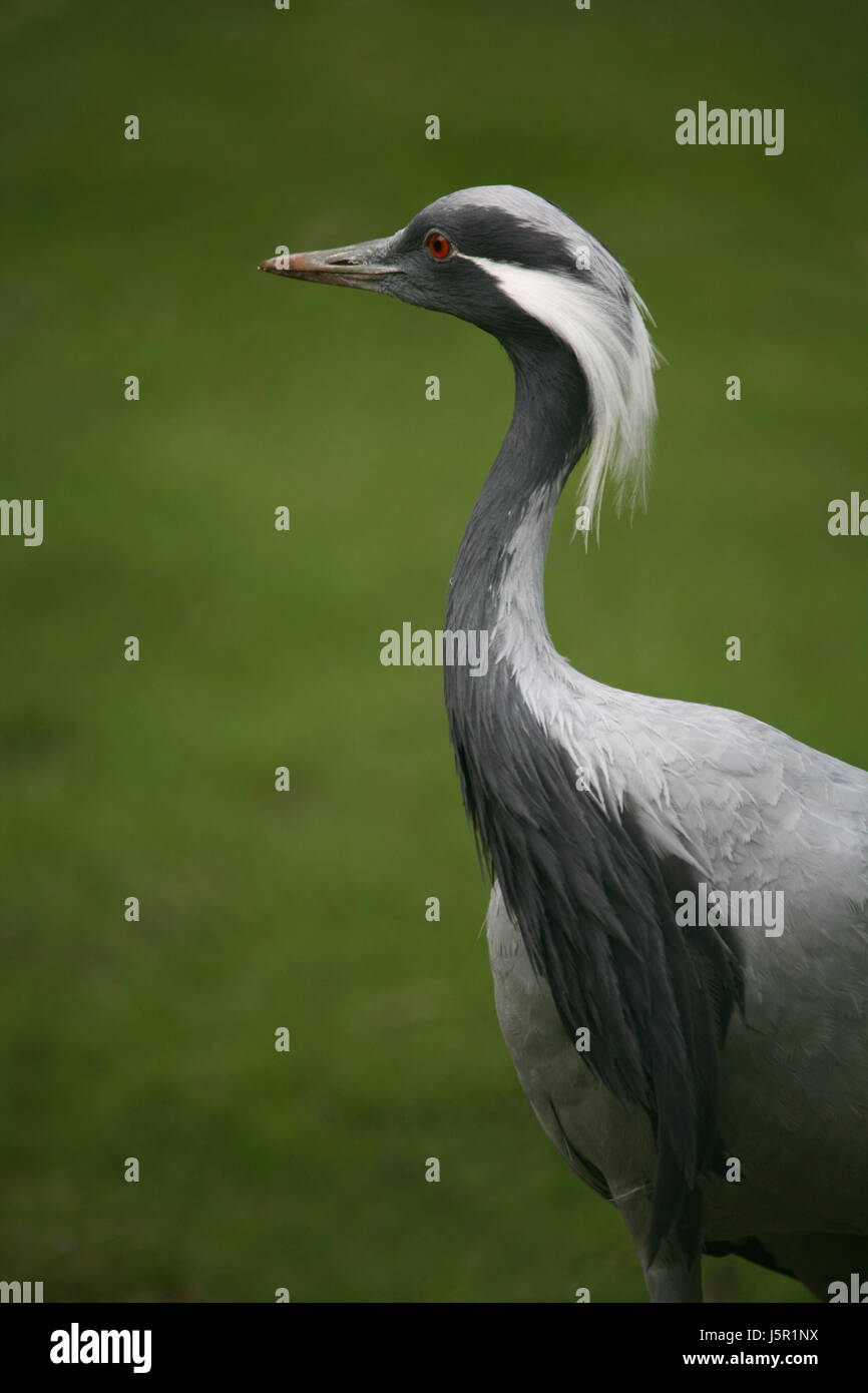 animal bird animals birds feathering cranes crane grey gray jungfernkranich Stock Photo - Alamy