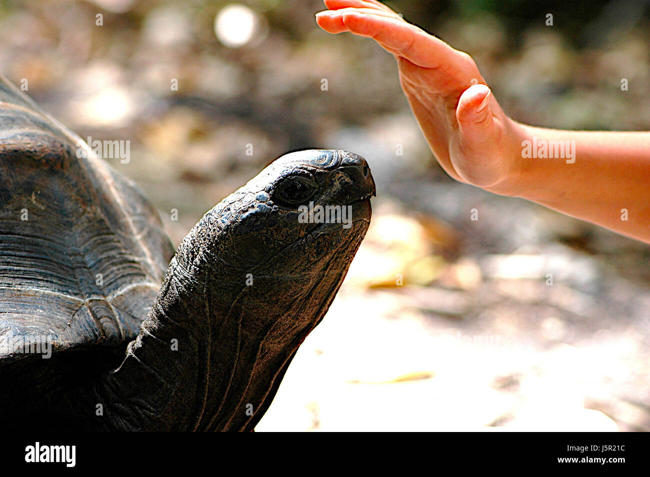 turtle with caressing hand Stock Photo - Alamy